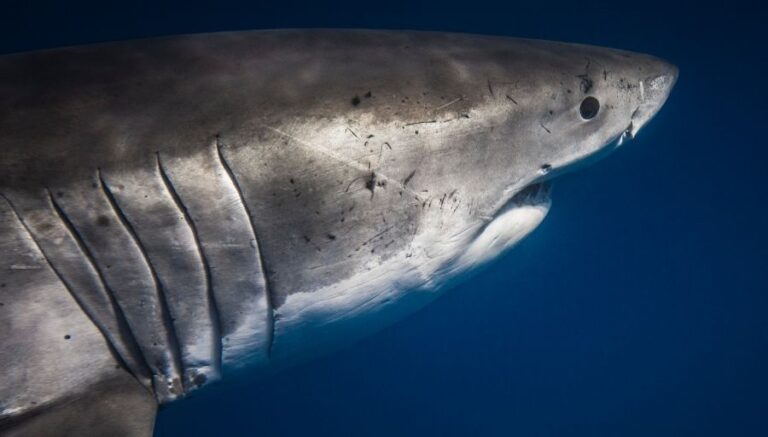 How Do Sharks Breathe? Shark Respiration Explained In 4 Steps ...