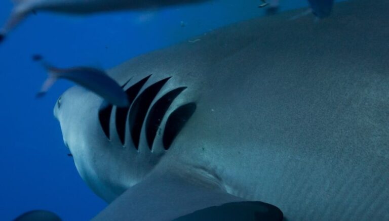 How Do Sharks Breathe? Shark Respiration Explained In 4 Steps ...