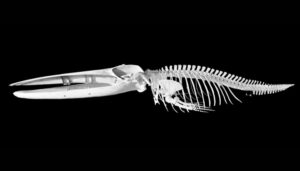 What Are Shark Skeletons Made Of? – sharksinfo.com