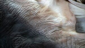 Shark Skin Texture, Scales & Color Explained – sharksinfo.com