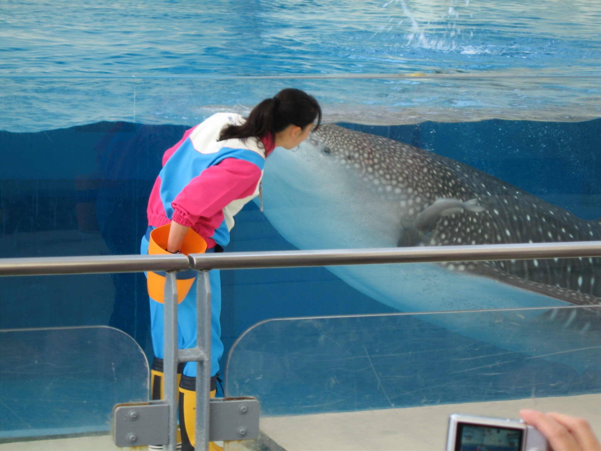 Sharks Finning – sharksinfo.com