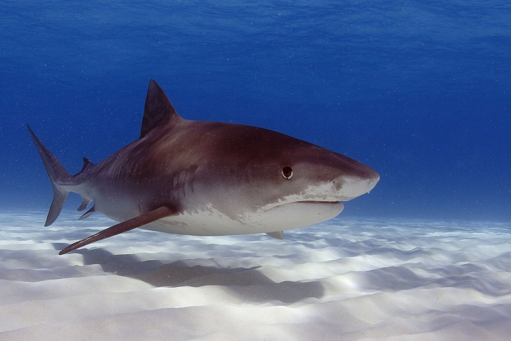 How Many Different Types Of Sharks Are There Sharksinfo