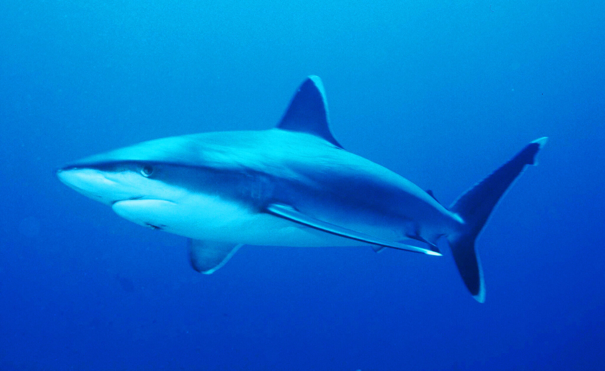 15 Most Popular Types of Sharks around the World – sharksinfo.com