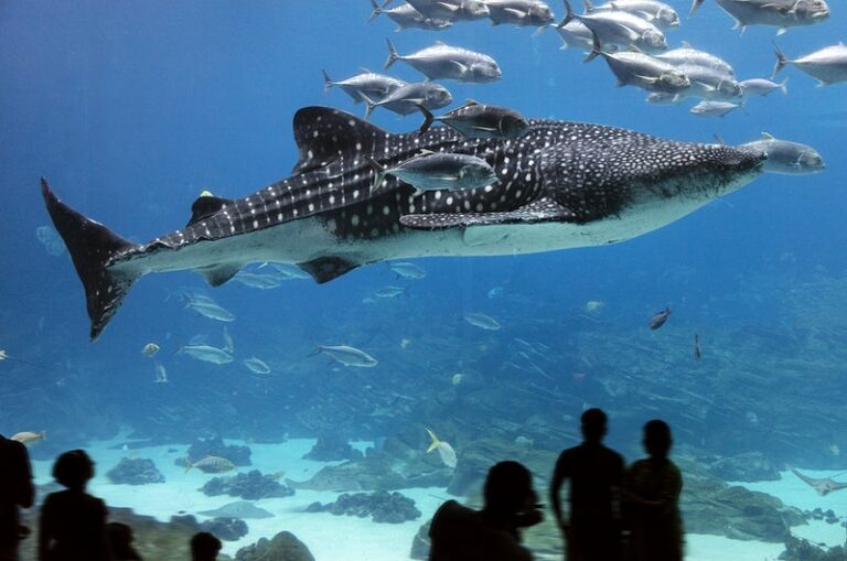 What are the 7 Different Types of Sharks? – sharksinfo.com