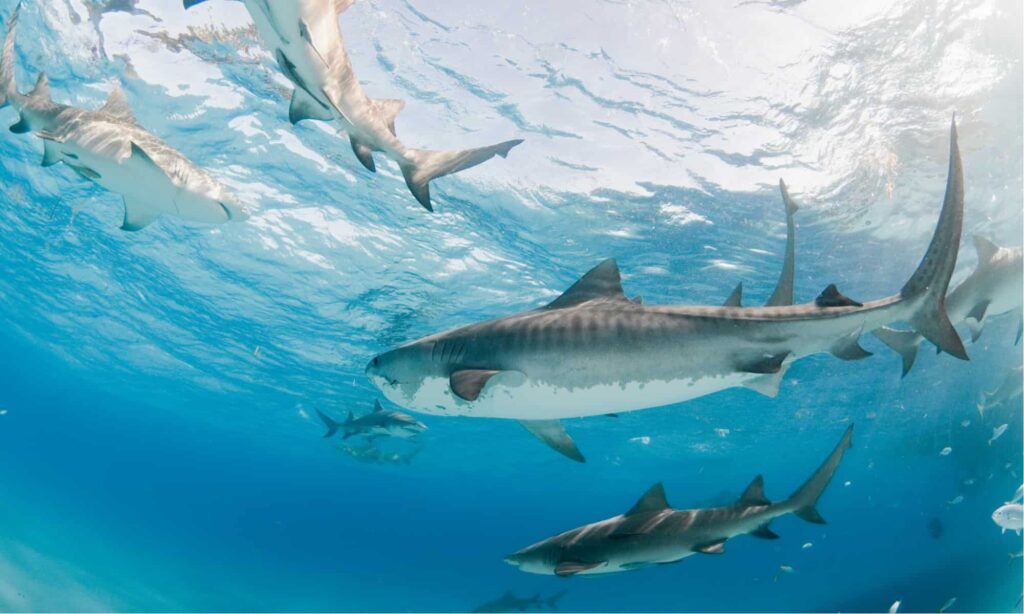 What Is A Carpet Shark? – sharksinfo.com