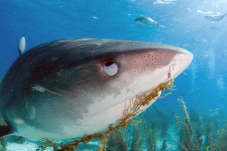 Why Do Shark Eyes Turn White When Attacked? – sharksinfo.com