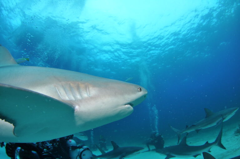 How Much Do Sharks Eat? – sharksinfo.com