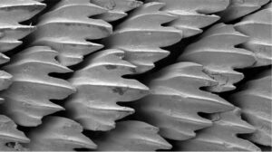 Shark Skin Texture, Scales & Color Explained – sharksinfo.com