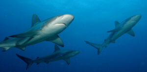 How Do Sharks Communicate? – sharksinfo.com