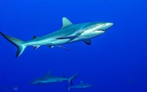 How do Sharks Mate? – sharksinfo.com