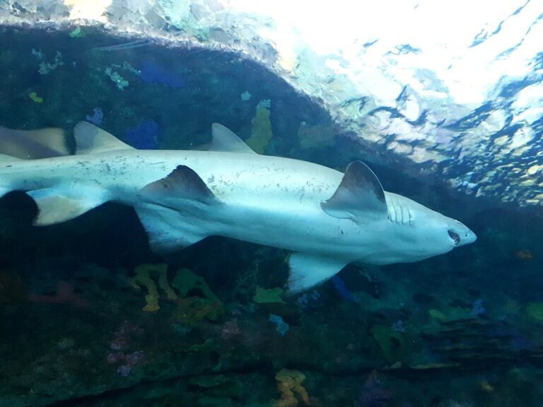 How Do Sharks Sleep if They can’t Stop Swimming – sharksinfo.com
