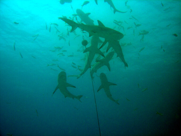 What do Leopard Sharks Eat – sharksinfo.com