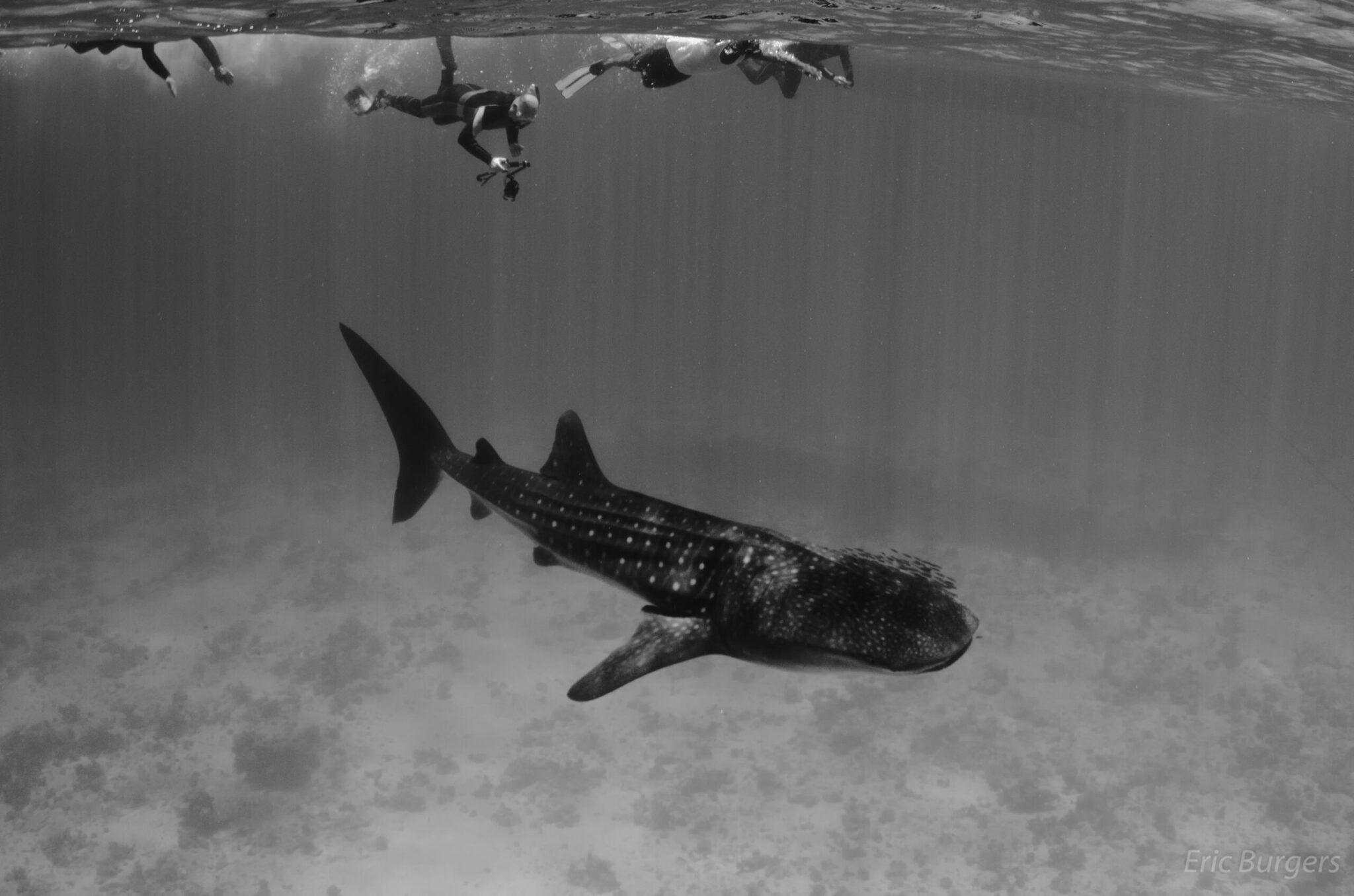 How Intelligent/Wise are Sharks. – sharksinfo.com