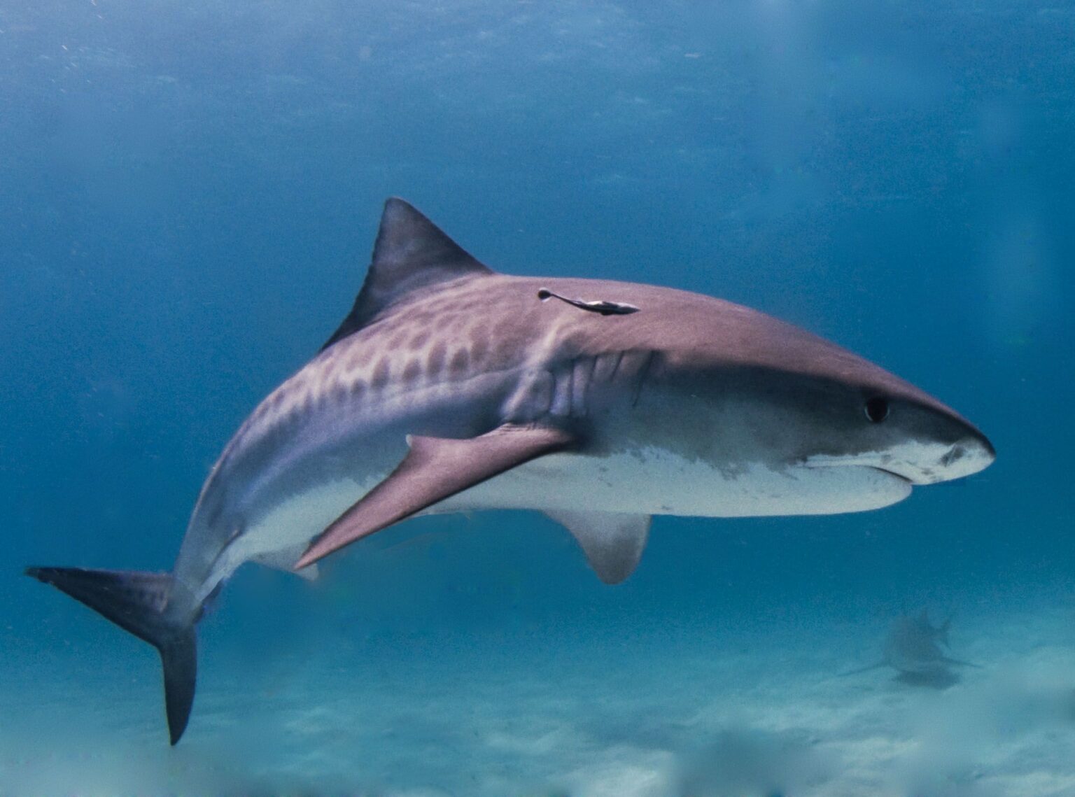 Tiger Sharks – sharksinfo.com