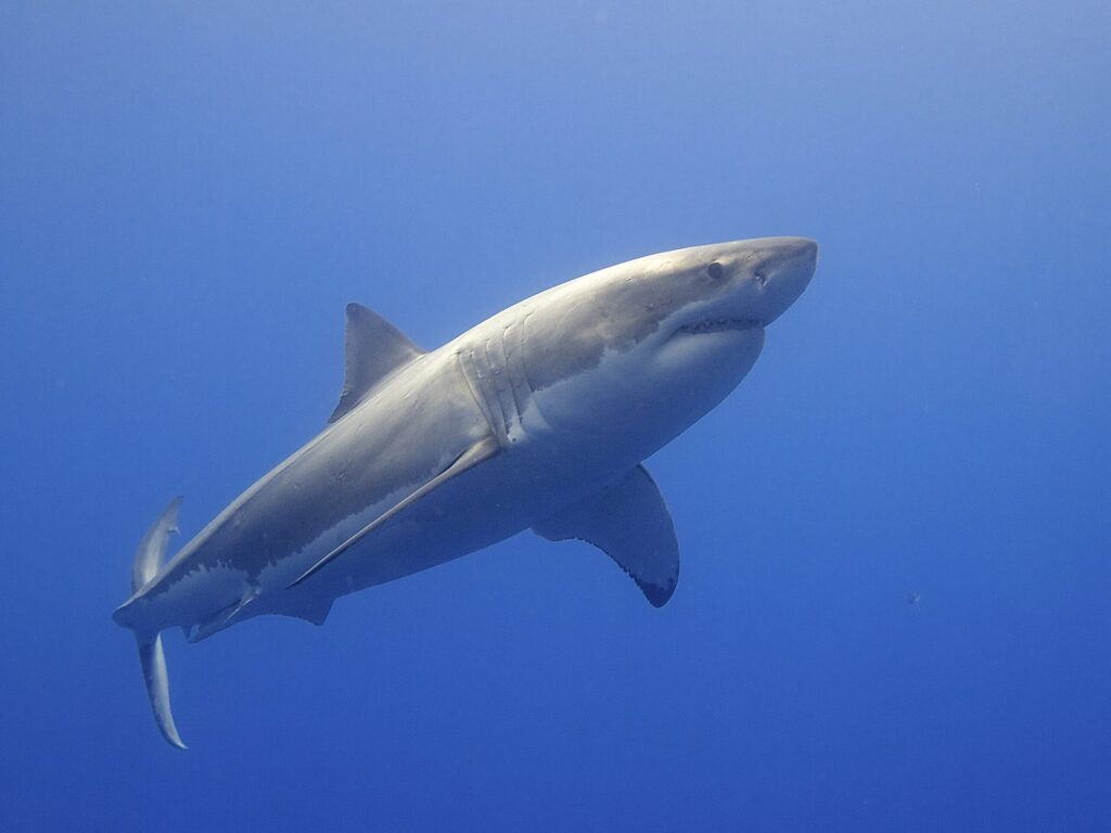 Why Do Sharks Like Blood? – sharksinfo.com