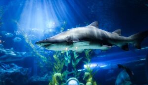 How Sharks Adapt To Their Environment – sharksinfo.com