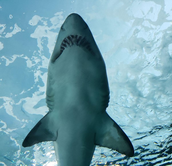 How Many Rows Of Teeth Do Sharks Have? – sharksinfo.com