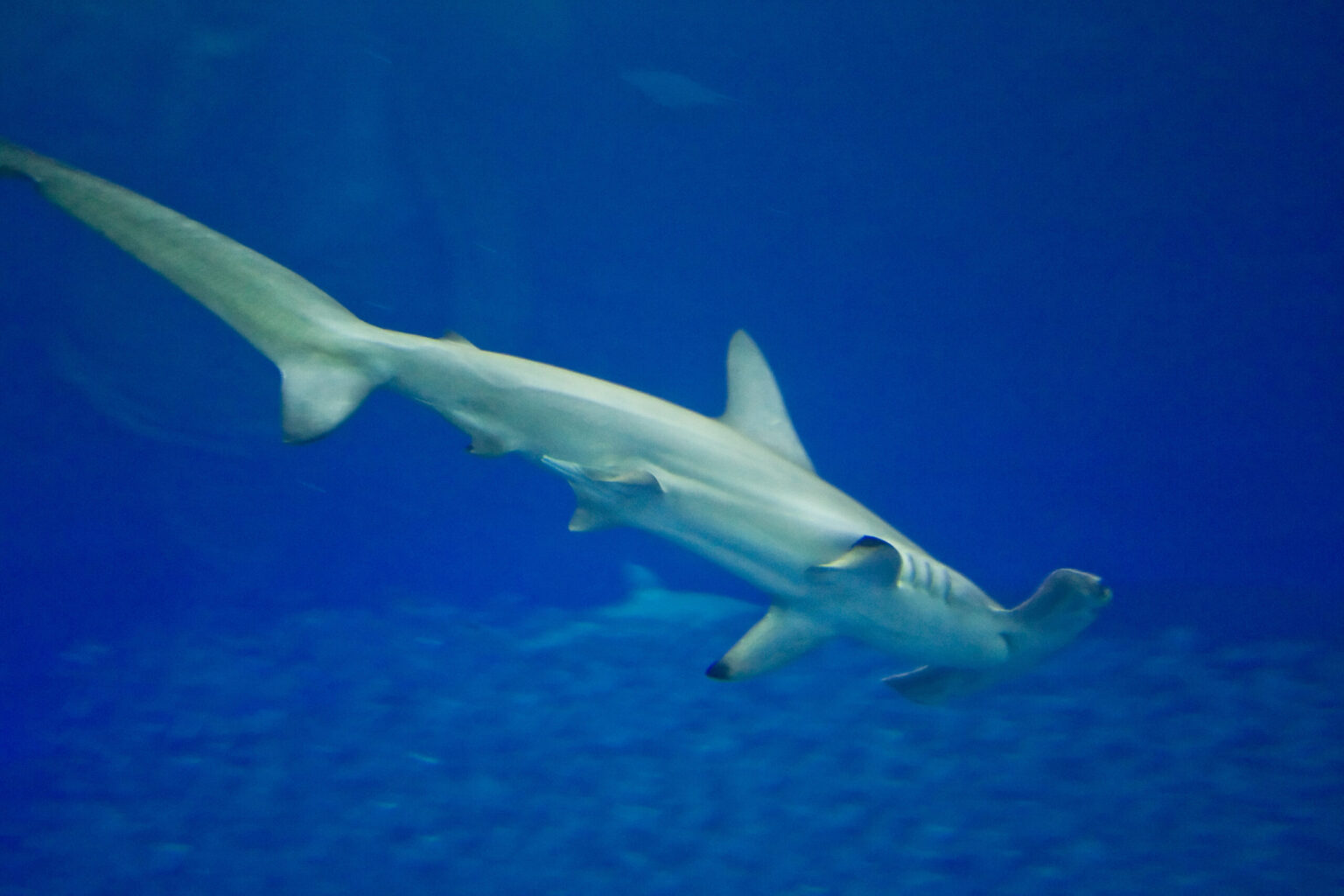 How Long can Sharks Live – sharksinfo.com
