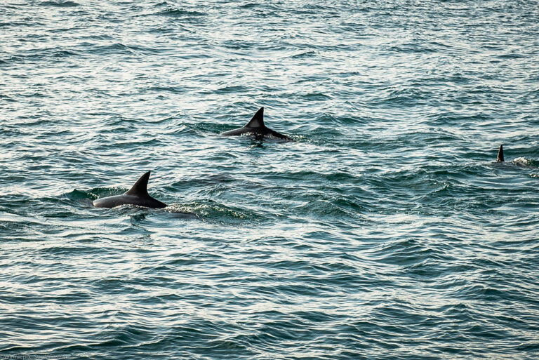 Do Dolphins Protect Humans from Sharks – sharksinfo.com