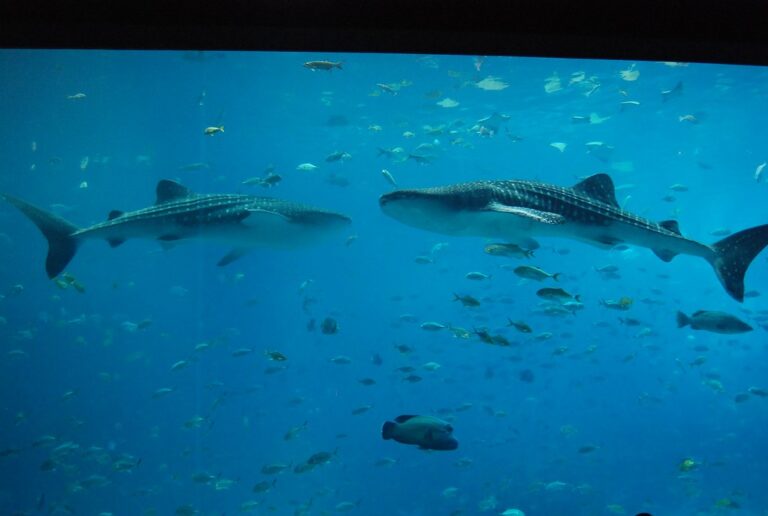 How Many Sharks In Animal Crossing Sharksinfo how-many-sharks-in-animal-crossing-sharksinfo