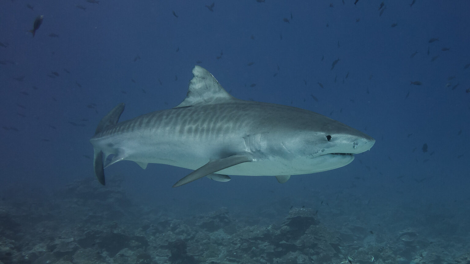 What do Tiger Shark Looks Like – sharksinfo.com