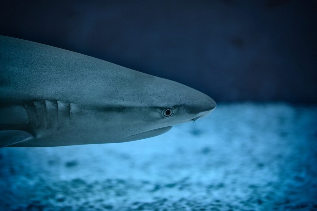 How Many Hearts Do Sharks Have – sharksinfo.com