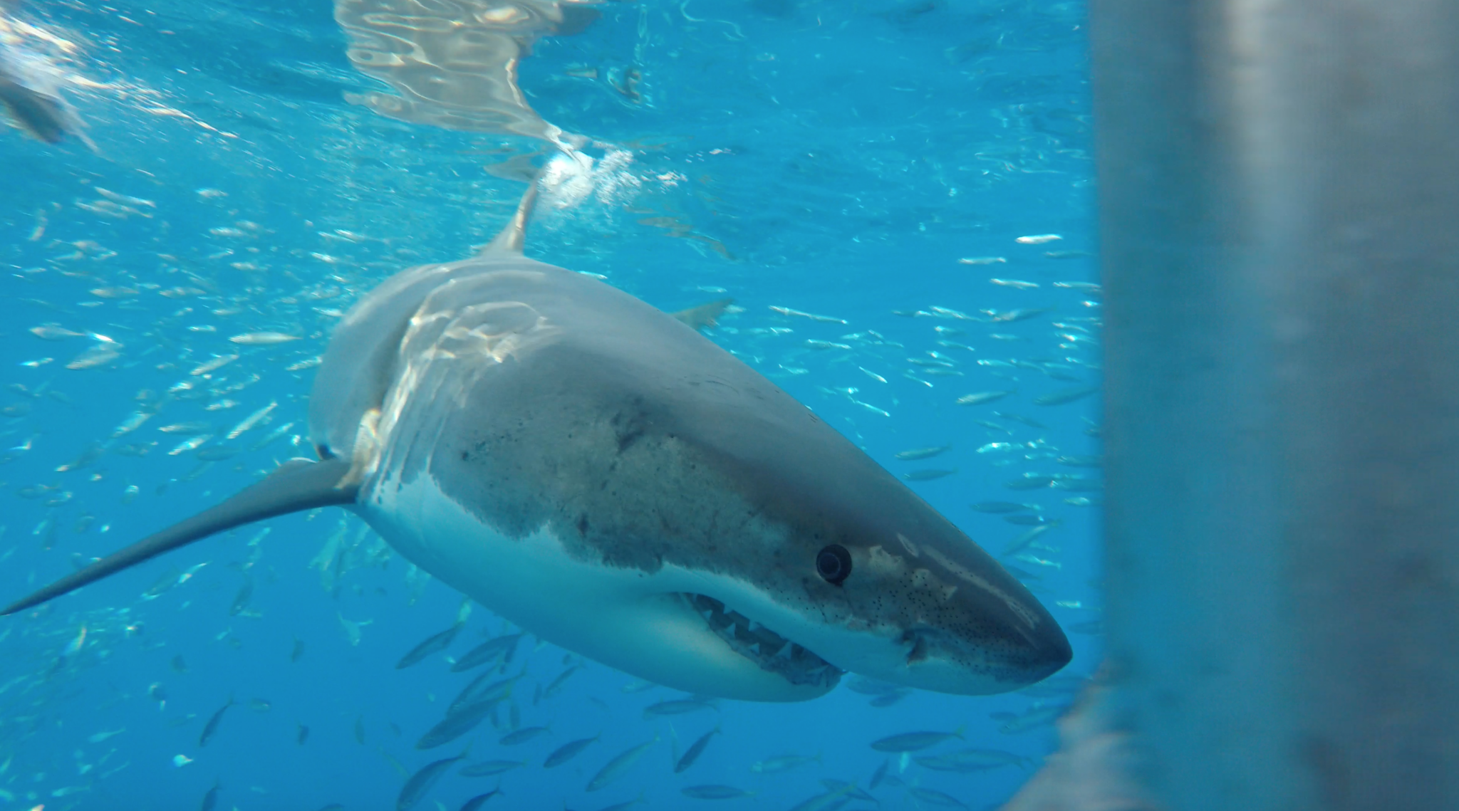 How Do Great White Sharks Reproduce – sharksinfo.com