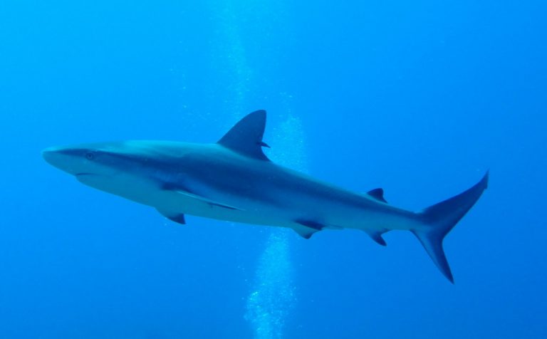 Long-Fin Mako Shark – sharksinfo.com