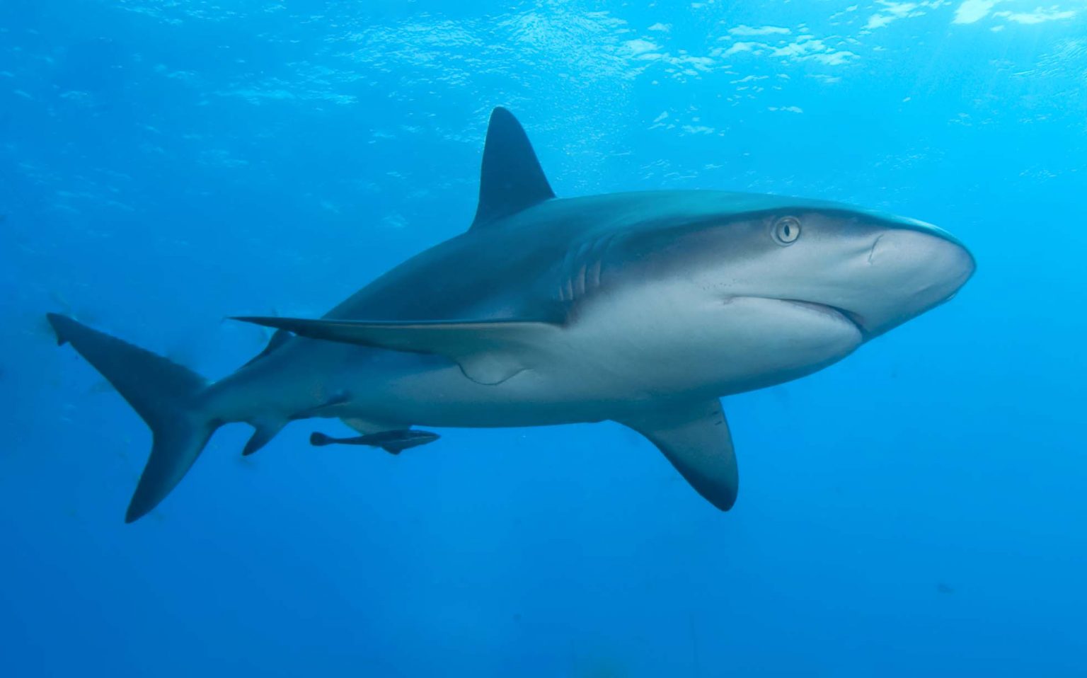 What is the heaviest shark in the world? – sharksinfo.com