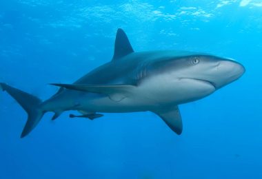 What Color do Sharks See? - sharksinfo.com