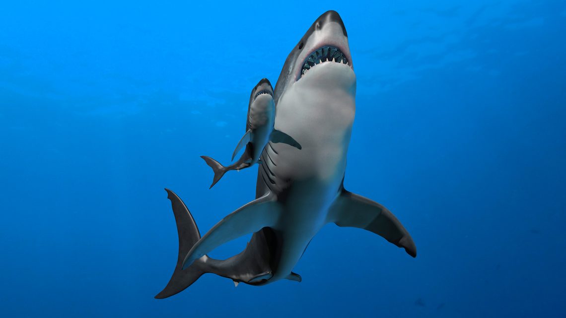 How Big Was Megalodon Shark? – sharksinfo.com