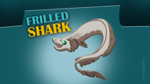 Frilled shark – Chlamydoselachus Anguineus – sharksinfo.com