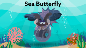 Sea Butterfly – sharksinfo.com