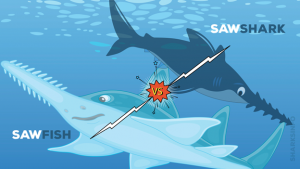 Sawfish vs Sawshark – sharksinfo.com