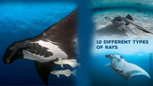 12 Different Types of Rays With Pictures – sharksinfo.com