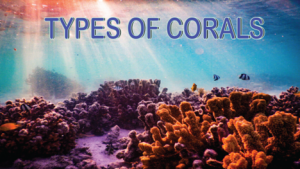 What are the Different Types of Coral? Names and Pictures – sharksinfo.com