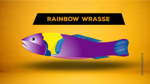 The Complete Mediterranean Fish Species Identification Guide ...