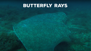 12 Different Types of Rays With Pictures – sharksinfo.com