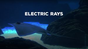 12 Different Types of Rays With Pictures – sharksinfo.com
