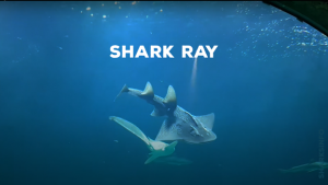 12 Different Types of Rays With Pictures - sharksinfo.com