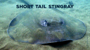 12 Different Types of Rays With Pictures – sharksinfo.com