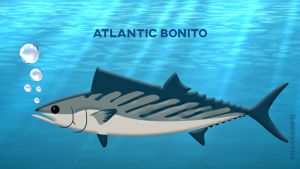 The Complete Mediterranean Fish Species Identification Guide ...