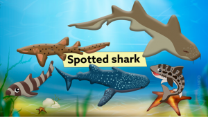 Spotted shark – sharksinfo.com
