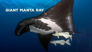 12 Different Types of Rays With Pictures – sharksinfo.com