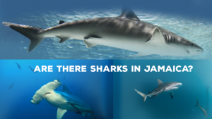 Are There Sharks in Jamaica? – sharksinfo.com