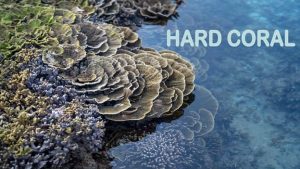 What are the Different Types of Coral? Names and Pictures – sharksinfo.com