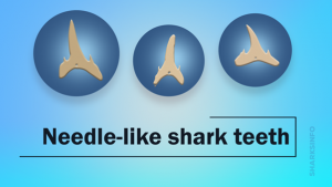 Shark Teeth Types – sharksinfo.com