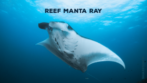12 Different Types of Rays With Pictures – sharksinfo.com