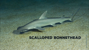 How Many Types of Hammerhead Sharks Are There? – sharksinfo.com