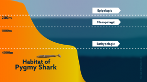 Pygmy Shark – sharksinfo.com